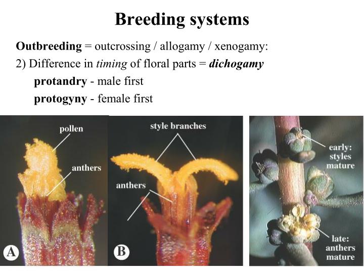 PPT - Plant Reproductive Biology Michael G. Simpson PowerPoint ...