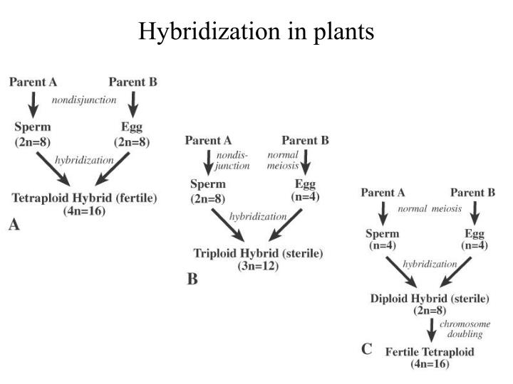 Hybridization Biology