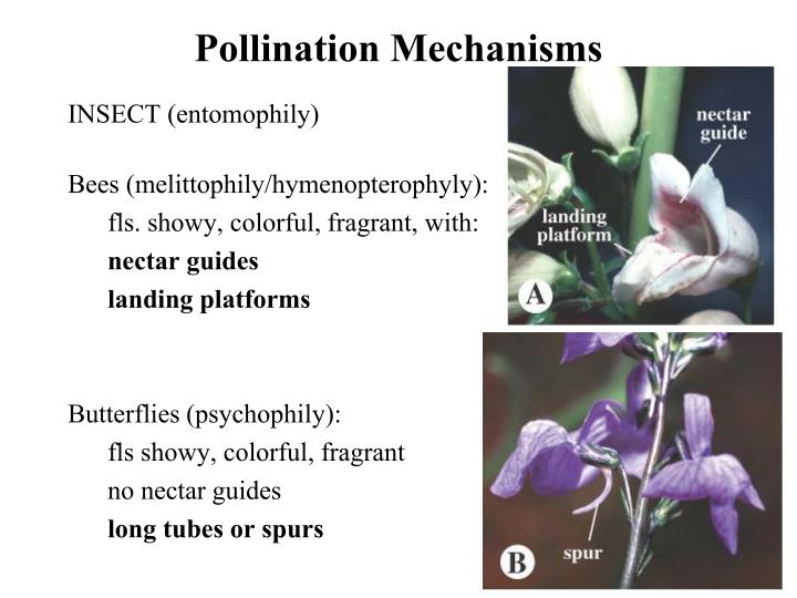 PPT - Plant Reproductive Biology Michael G. Simpson PowerPoint ...