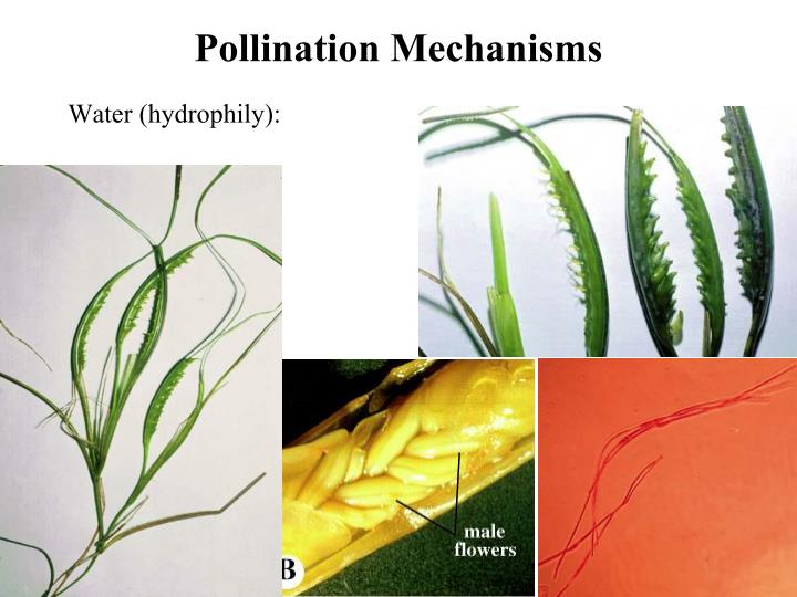 PPT - Plant Reproductive Biology Michael G. Simpson PowerPoint ...
