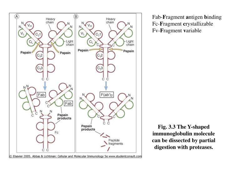 PPT - Antibody-Immunoglobulin Function Structure Antigen-antibody ...