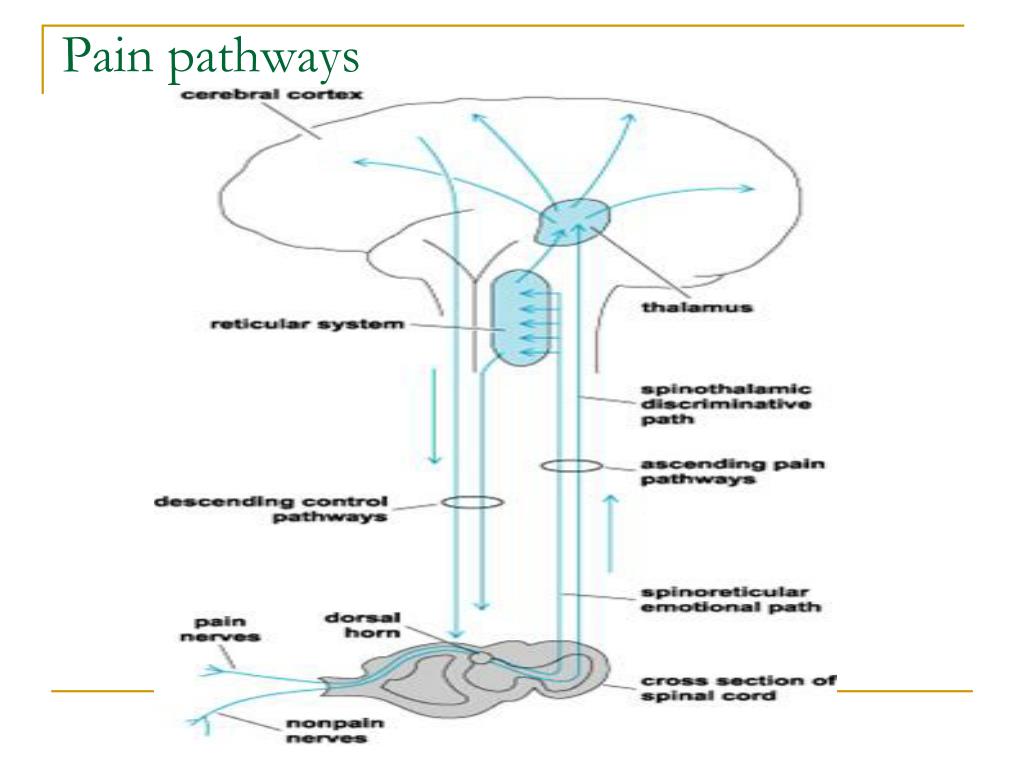 PPT - Post-Op Pain management in Specific Patient Populations by Dr ...