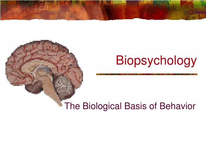 PPT - Biopsychology PowerPoint Presentation, free download - ID:1279865