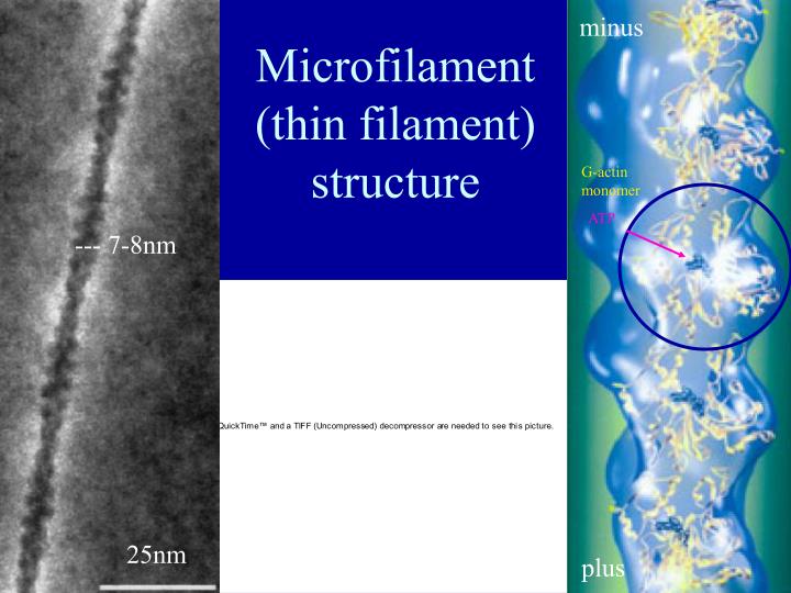 PPT - Microfilaments PowerPoint Presentation - ID:1281171