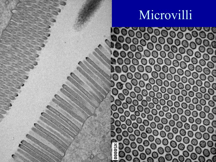 PPT - Microfilaments PowerPoint Presentation - ID:1281171