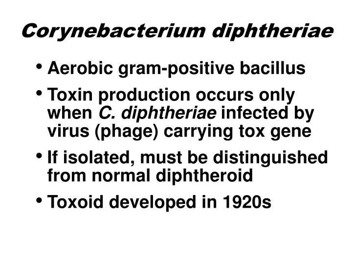 PPT - Corynebacterium diphtheriae PowerPoint Presentation, free ...