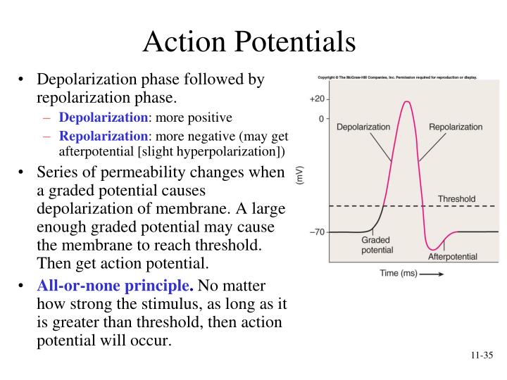 PPT - Functional Organization of Nervous Tissue PowerPoint Presentation ...