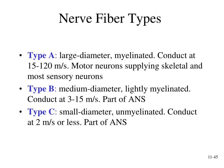 PPT - Functional Organization of Nervous Tissue PowerPoint Presentation ...