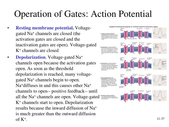 PPT - Functional Organization of Nervous Tissue PowerPoint Presentation ...