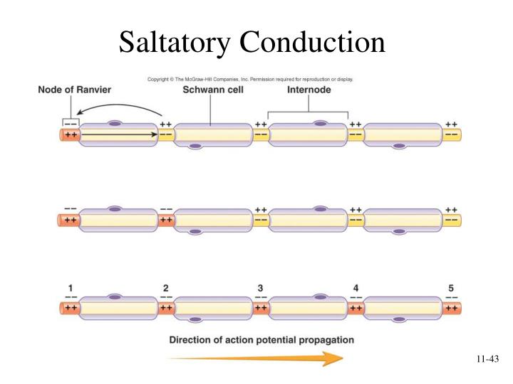 PPT - Functional Organization of Nervous Tissue PowerPoint Presentation ...