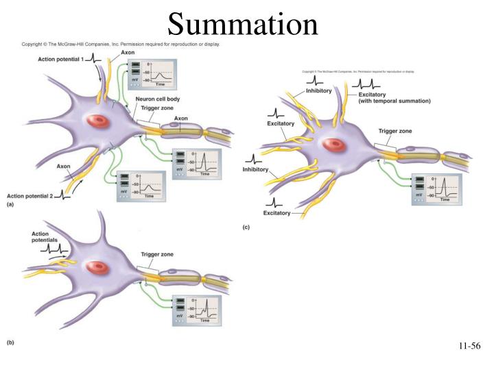 PPT - Functional Organization of Nervous Tissue PowerPoint Presentation ...