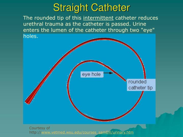 PPT - Urinary Catheterization PowerPoint Presentation - ID:1281345
