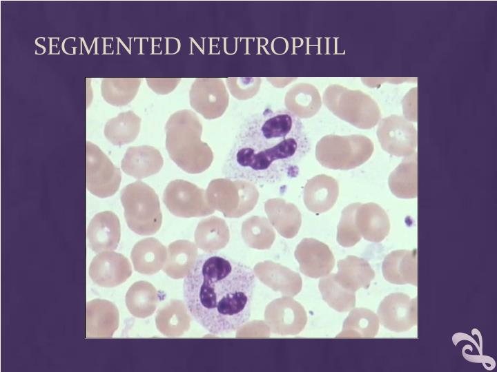 PPT - Blood smear examination PowerPoint Presentation - ID:1281696