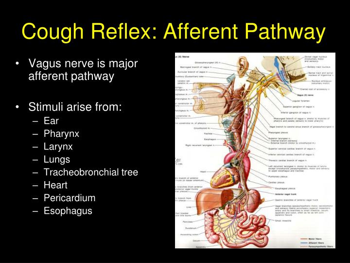 PPT - Cough: Defense Mechanism and Symptom PowerPoint Presentation - ID ...