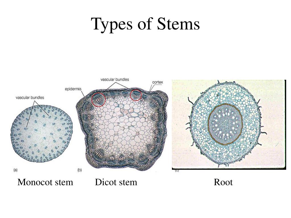 PPT - Lecture 3: Plant anatomy and physiology PowerPoint Presentation ... PPT - Lecture 3: Plant anatomy and physiology PowerPoint Presentation ...
