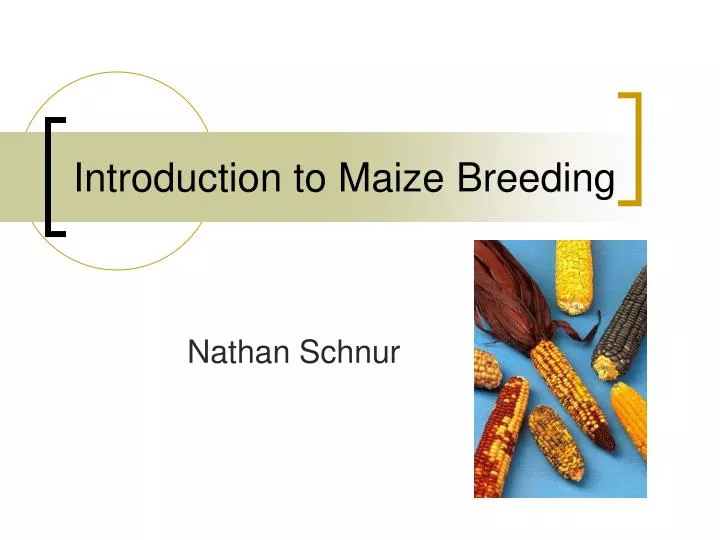 PPT - Introduction to Maize Breeding PowerPoint Presentation, free ...