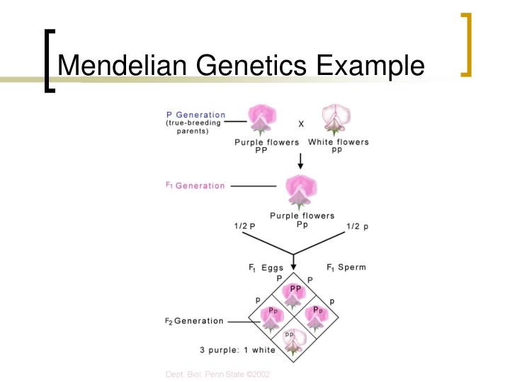 Heredity Examples