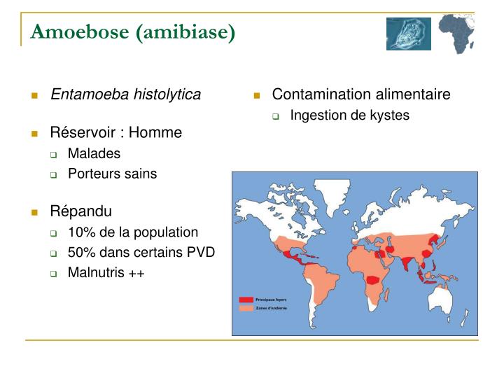 PPT - Parasitoses digestives PowerPoint Presentation - ID:1283103