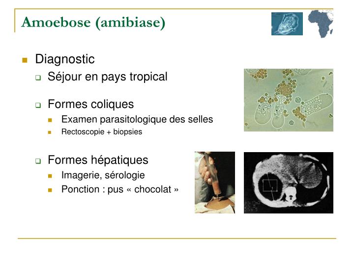 PPT - Parasitoses digestives PowerPoint Presentation - ID:1283103