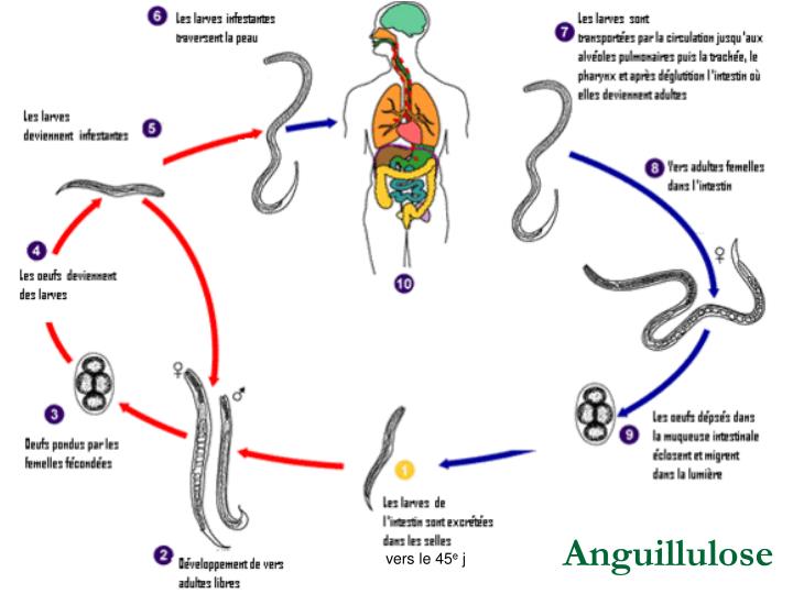 PPT - Parasitoses digestives PowerPoint Presentation - ID:1283103