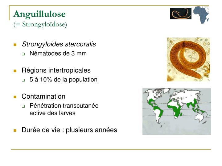 PPT - Parasitoses digestives PowerPoint Presentation - ID:1283103