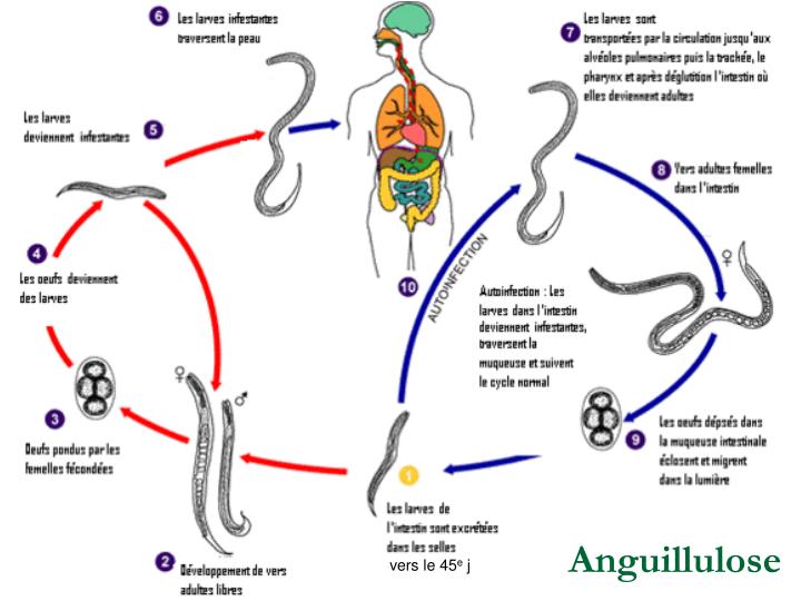 PPT - Parasitoses digestives PowerPoint Presentation - ID:1283103