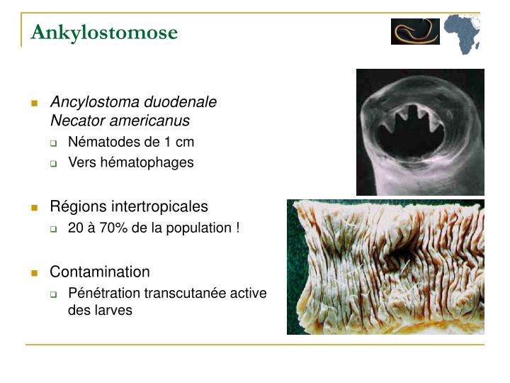 PPT - Parasitoses digestives PowerPoint Presentation - ID:1283103