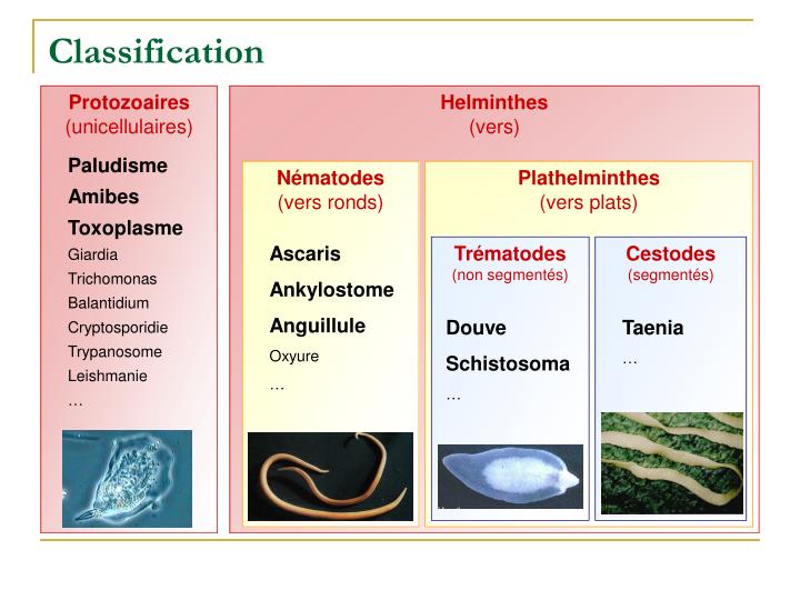 Les 9 Types De Parasites Et Leurs Caractéristiques – EKYRO