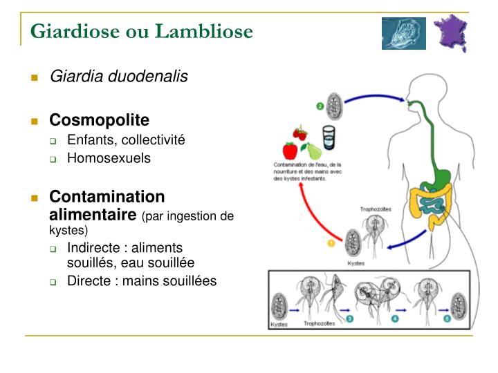 PPT - Parasitoses digestives PowerPoint Presentation - ID:1283103