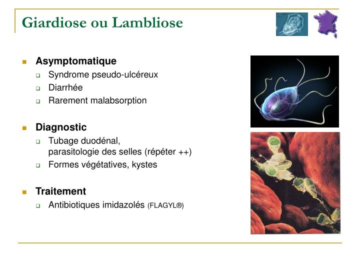 PPT - Parasitoses digestives PowerPoint Presentation - ID:1283103