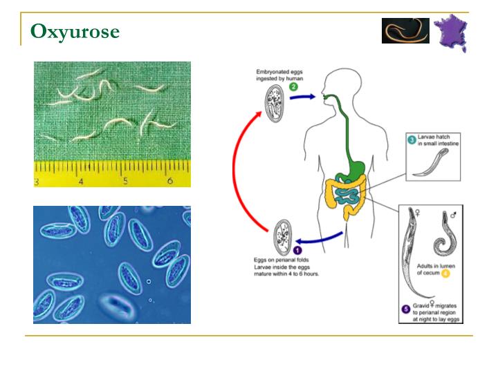 PPT - Parasitoses digestives PowerPoint Presentation - ID:1283103