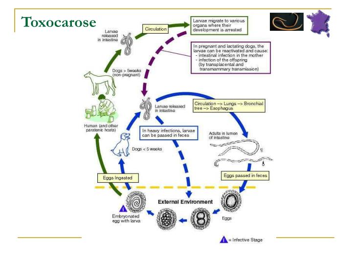 PPT - Parasitoses digestives PowerPoint Presentation - ID:1283103