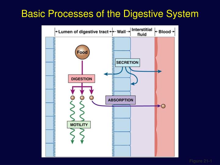 PPT - The Digestive system PowerPoint Presentation - ID:1283335
