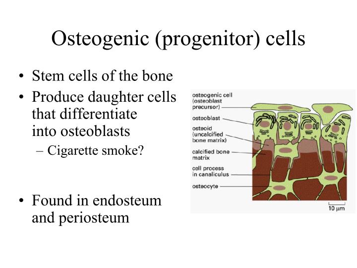 PPT - Chapter 6- Part I Bones and Skeletal Tissues PowerPoint ...