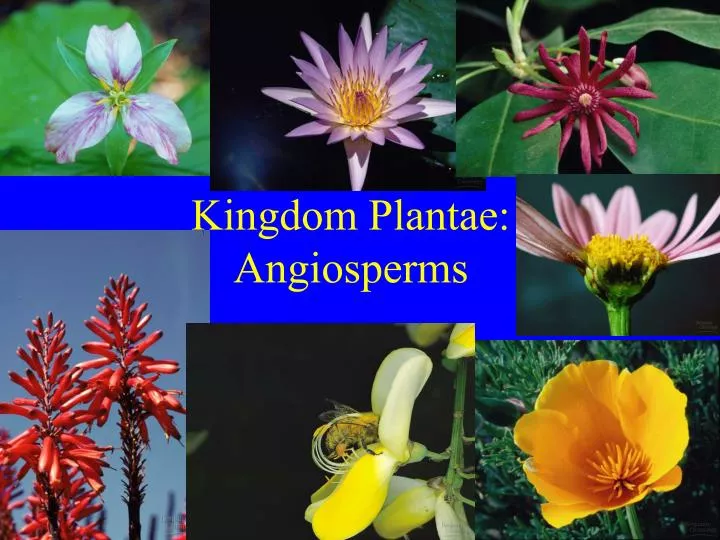 Phylum Anthophyta Class Monocotyledones