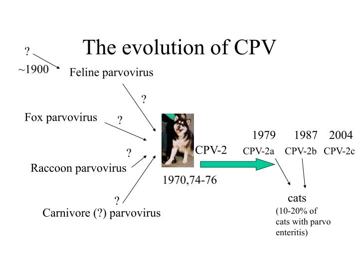 PPT - Parvoviruses (canine parvovirus -2) PowerPoint Presentation - ID ...