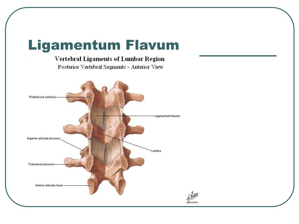 Ppt Vertebral Column Powerpoint Presentation Free Download Id 1284846
