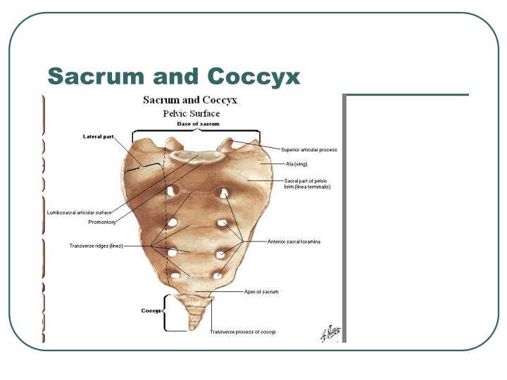 PPT - Vertebral Column PowerPoint Presentation - ID:1284846