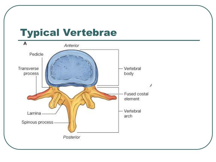 PPT - Vertebral Column PowerPoint Presentation - ID:1284846