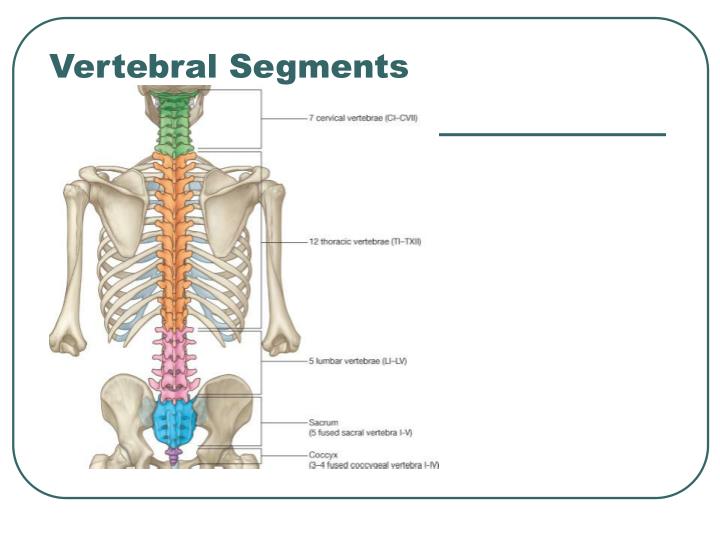 PPT - Vertebral Column PowerPoint Presentation - ID:1284846