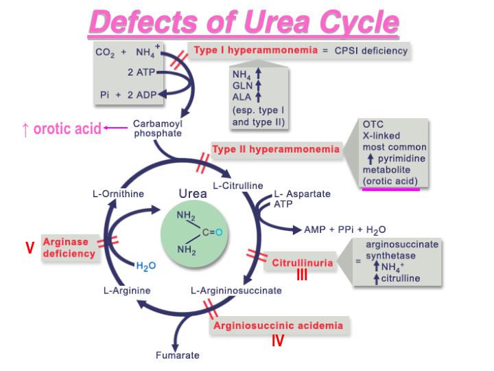 PPT - # 3 UREA CYCLE PowerPoint Presentation - ID:1285362
