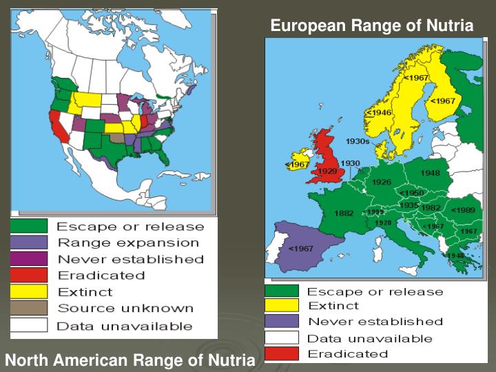 PPT - Nutria Introduction to North America PowerPoint Presentation - ID ...