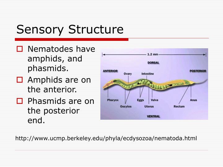 PPT - Nematoda PowerPoint Presentation - ID:1285918