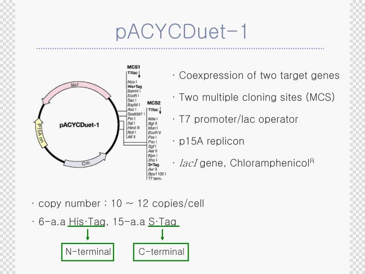 PPT - Co-expression with Duet vectors PowerPoint Presentation - ID:1286801