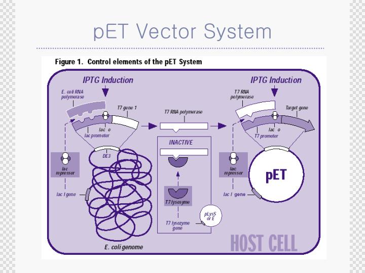 PPT - Co-expression with Duet vectors PowerPoint Presentation - ID:1286801