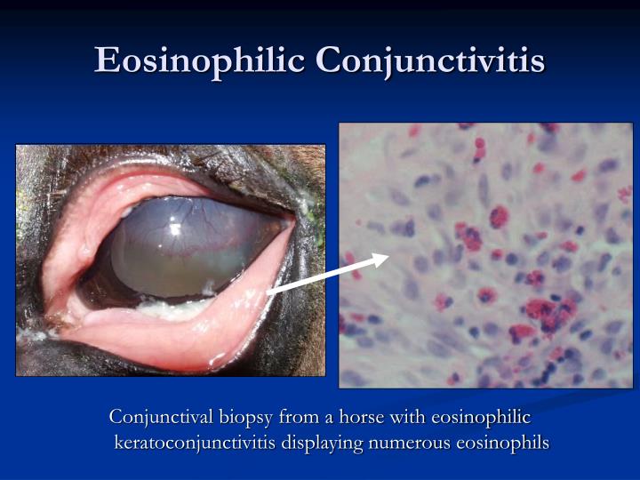 PPT - Equine Conjunctivitis PowerPoint Presentation - ID:1287402