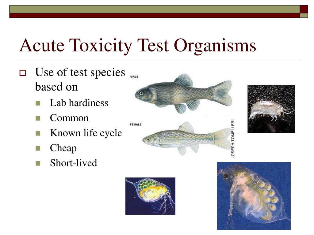 PPT - Acute and Chronic Toxicity Testing PowerPoint Presentation, free ... PPT - Acute and Chronic Toxicity Testing PowerPoint Presentation, free ...