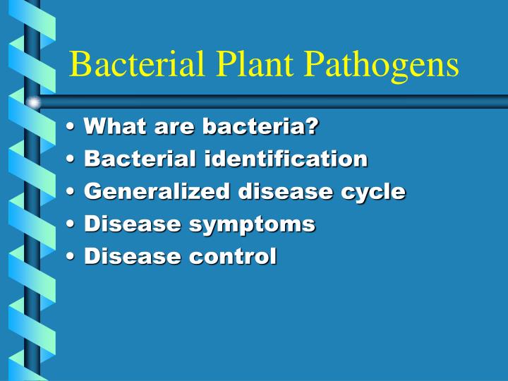 PPT - Bacterial Plant Pathogens PowerPoint Presentation, free download ...