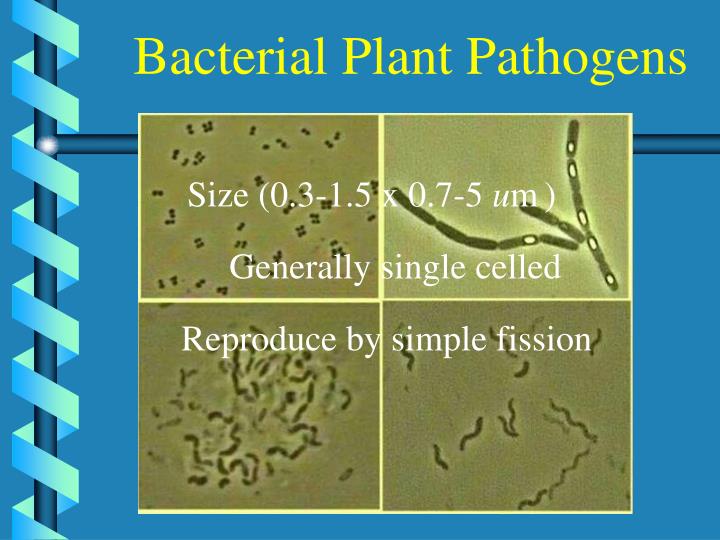 PPT - Bacterial Plant Pathogens PowerPoint Presentation - ID:1288965