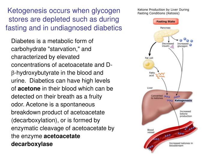 PPT - Lipid Metabolism 1: Overview of lipid transport in animals, fatty ...